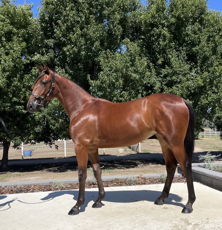Lot 84 - 2021 Filly out of IN HER MEMORY | AuctionsPlus