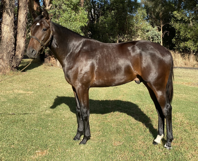 Lot 62 - 2021 Colt out of GENTLE AUDREY | AuctionsPlus
