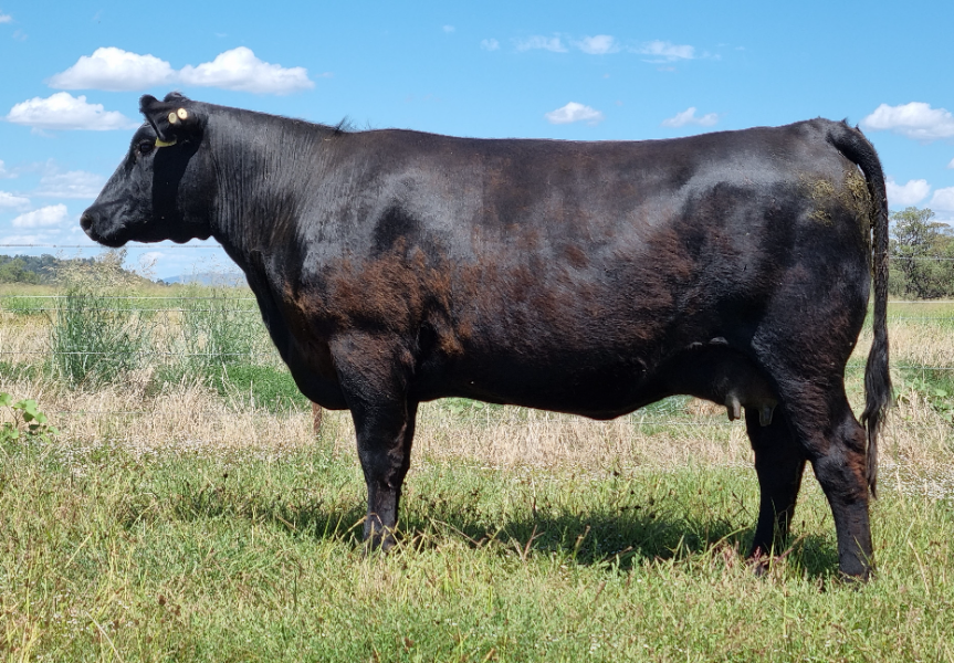 Lot 3 - WALLAWONG JOANNA R128 | AuctionsPlus