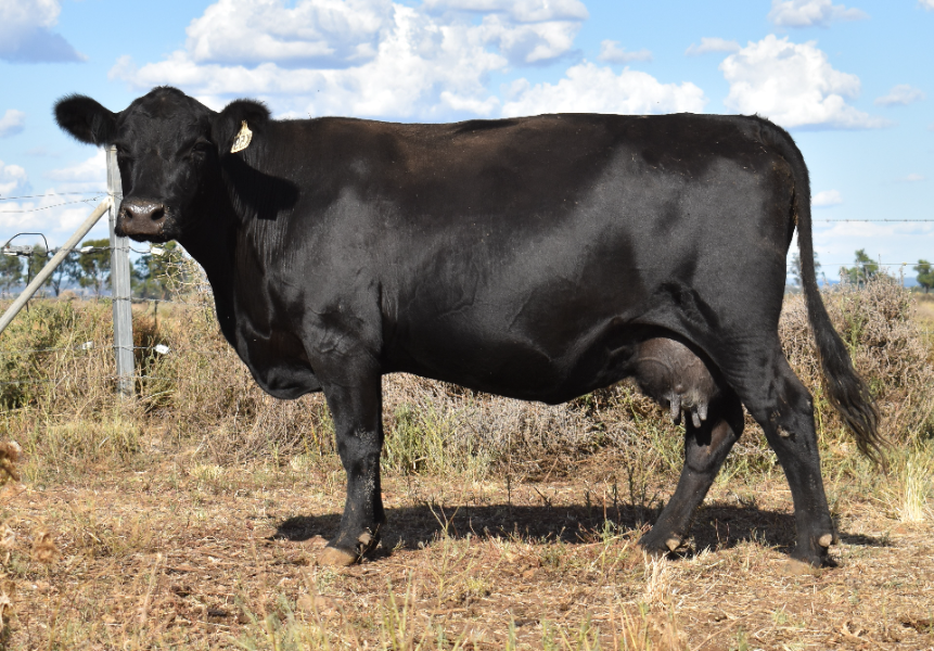 Lot 32 - ABBOTT KAREN K59 | AuctionsPlus