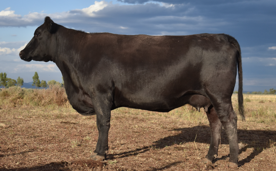 Lot 62 - BURENDA DEPURATE P98 | AuctionsPlus