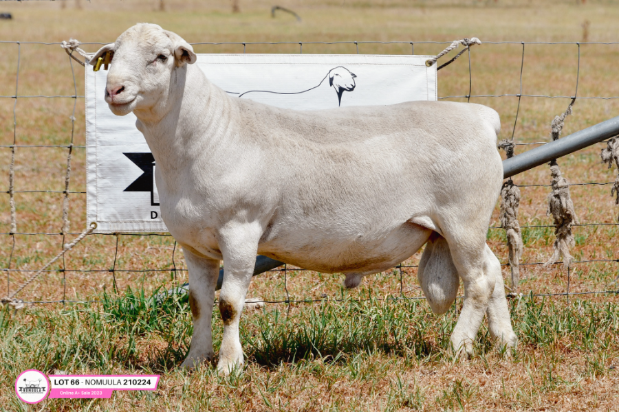 Lot 66 - Tag - 210224 | AuctionsPlus