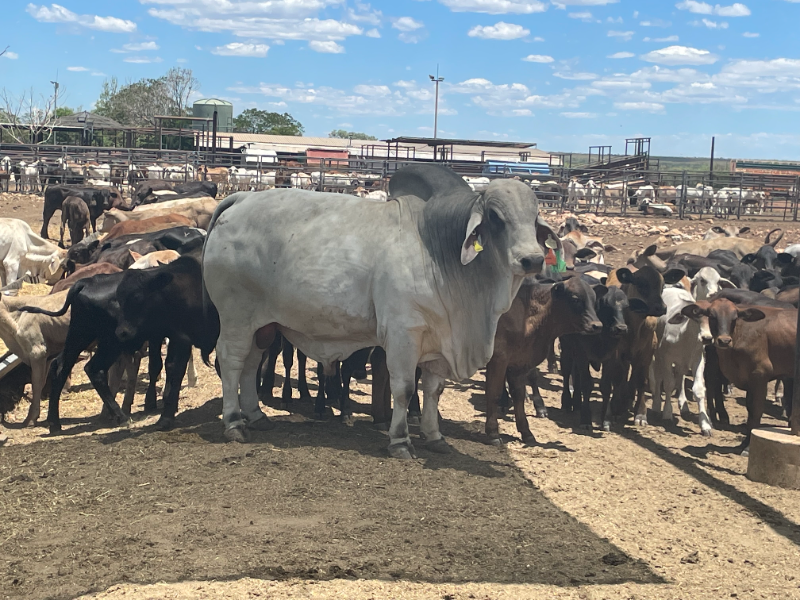 Lot 6 - Bull | AuctionsPlus