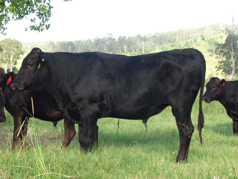 Lot 4 - 1 x Fullblood Wagyu Bull - WE PACK FS0033 (AI) | AuctionsPlus