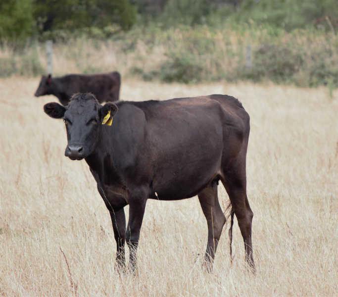 Lot 58 - 1 x Unjoined Fullblood Wagyu Cow - SUMO CATTLE CO DAI 2 ...