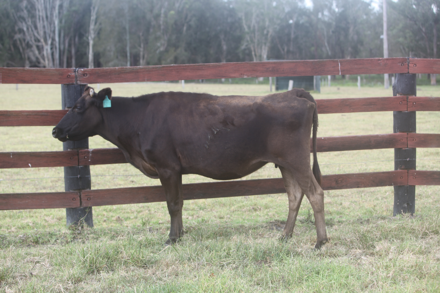 Lot 61 - 1 x Fullblood Wagyu Cow - DARLEY KINU MICHI (AI) | AuctionsPlus
