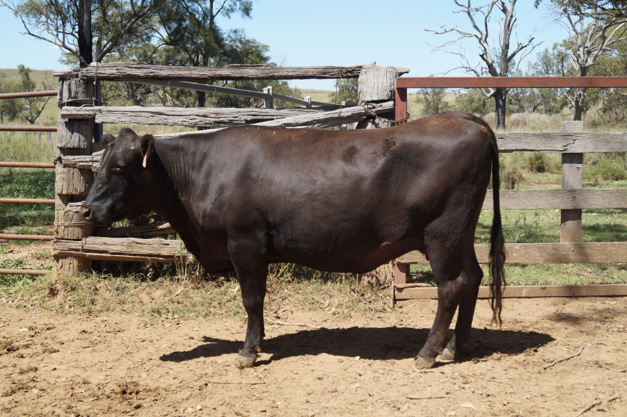 Lot 70 - 5 x PTIC Polled Commercial F1 - F2 Wagyu Cows | AuctionsPlus