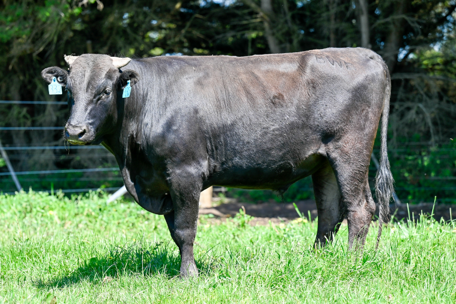 Lot 110 - 50 x Fullblood Wagyu Semen Straws - BINOWEE R32 (ET ...