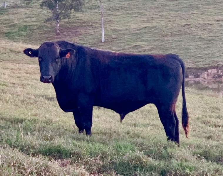 Lot 175 - 5 x Purebred Wagyu Semen Straws - DARLEY POLLED MURA (AI ...