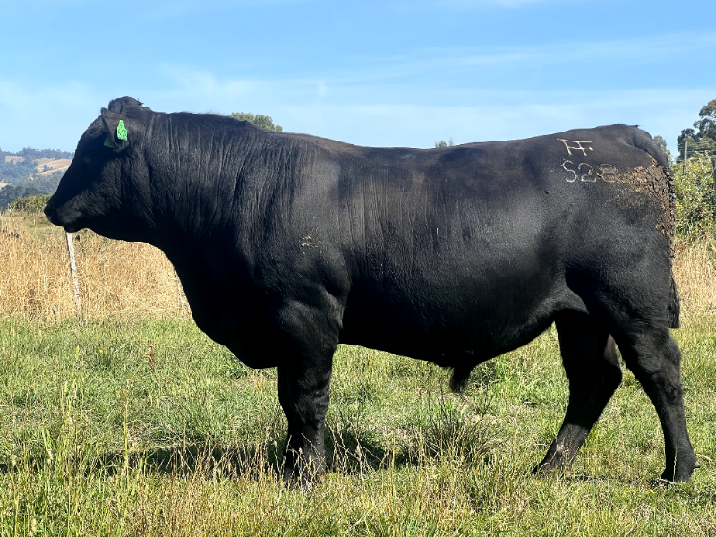 Lot 8 - TAMAROO S28 | AuctionsPlus