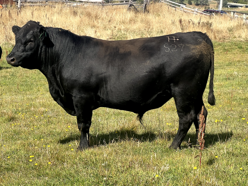 Lot 9 - TAMAROO S27 | AuctionsPlus