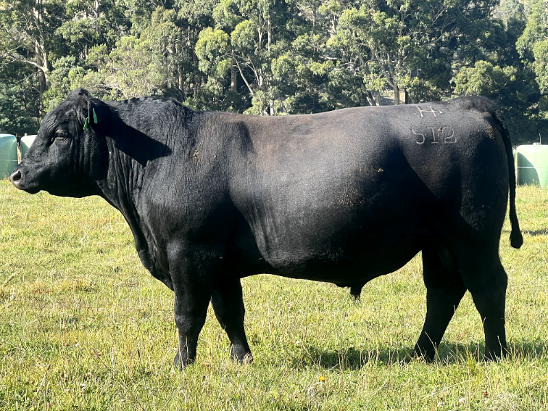 Lot 12 - TAMAROO PANDEMIC S12 | AuctionsPlus