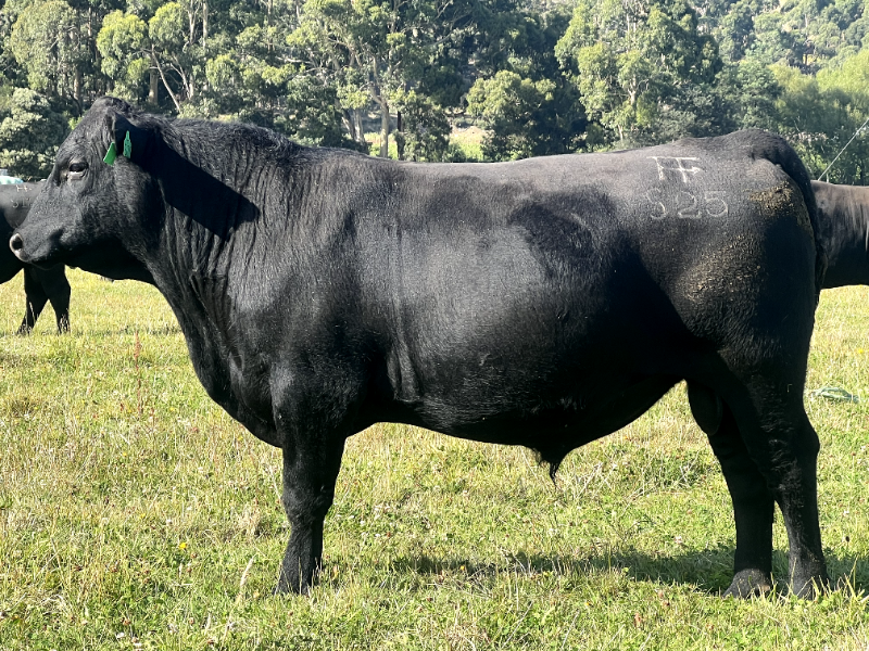 Lot 17 - TAMAROO NIC NAT S25 | AuctionsPlus