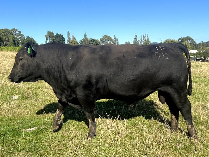 Lot 18 - TAMAROO TRACTION S11 | AuctionsPlus
