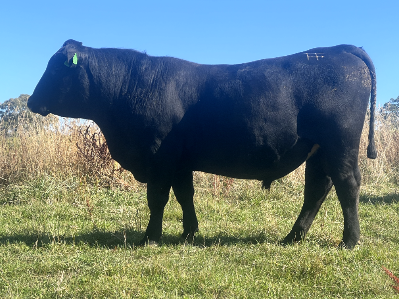 Lot 7 - TAMAROO POWERPLAY S16 | AuctionsPlus