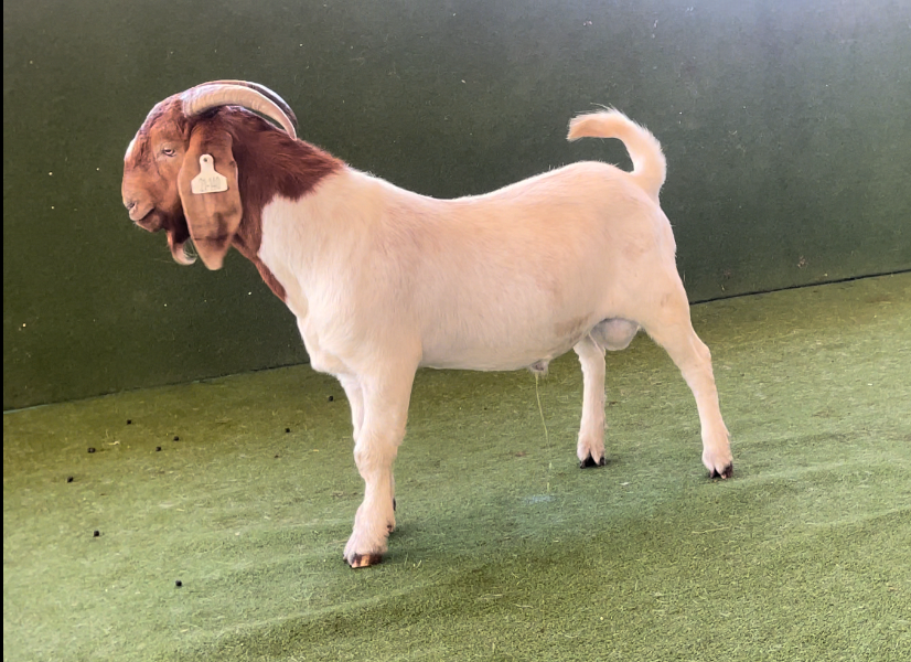 Lot 65 - 21-140 | AuctionsPlus