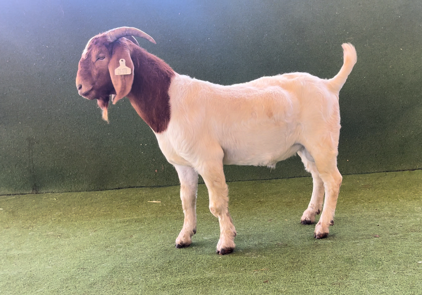 Lot 76 - 21-178 | AuctionsPlus