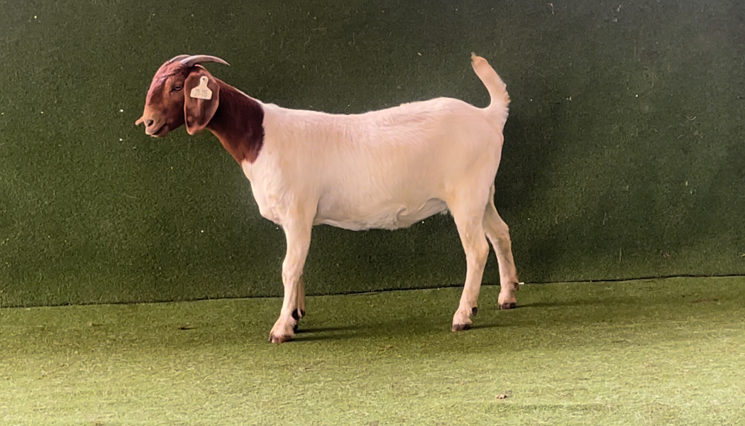 Lot 80 - 21-115 | AuctionsPlus