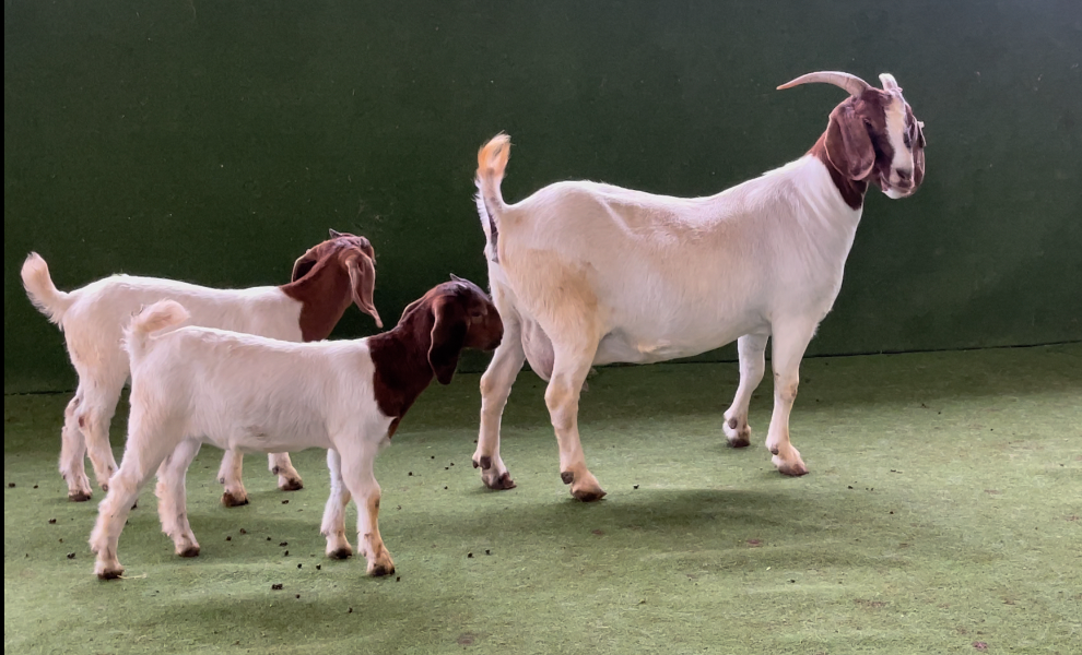 Lot 112 - 19-145 | AuctionsPlus