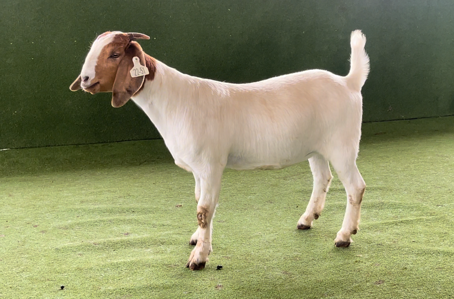 Lot 137 - 22-51 | AuctionsPlus