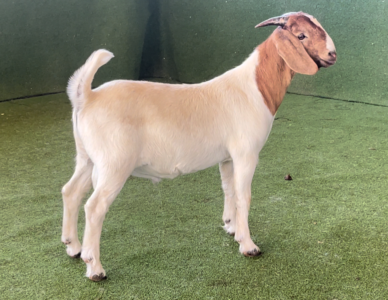 Lot 176 - 22-28 | AuctionsPlus