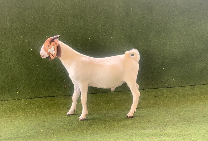 Lot 180 - 22-83 | AuctionsPlus