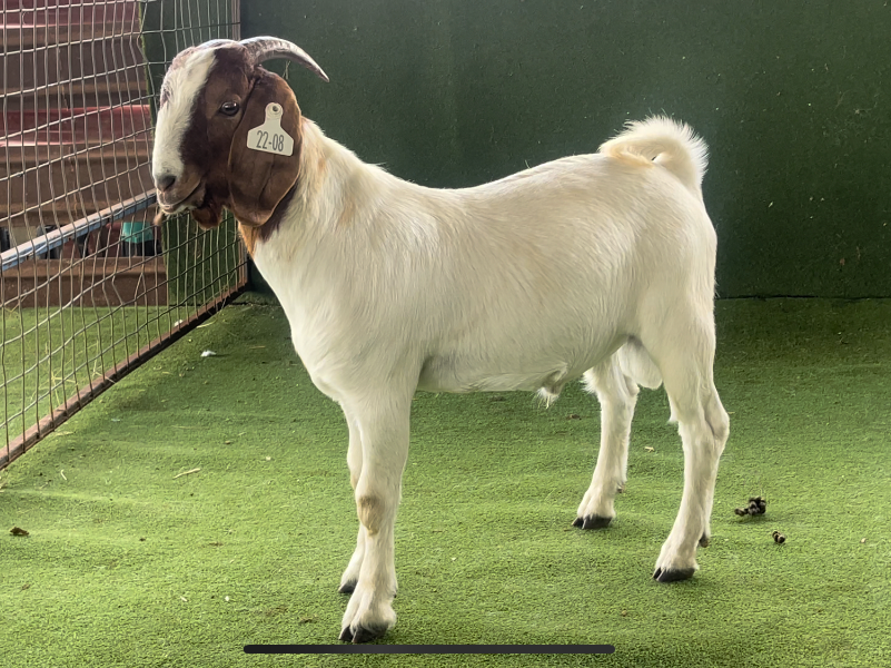 Lot 191 - 22-08 | AuctionsPlus