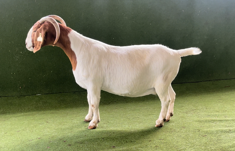 Lot 224 - 14-53 | AuctionsPlus