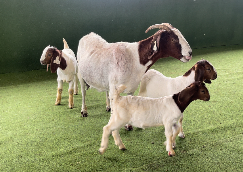 Lot 239 - 16-233 | AuctionsPlus