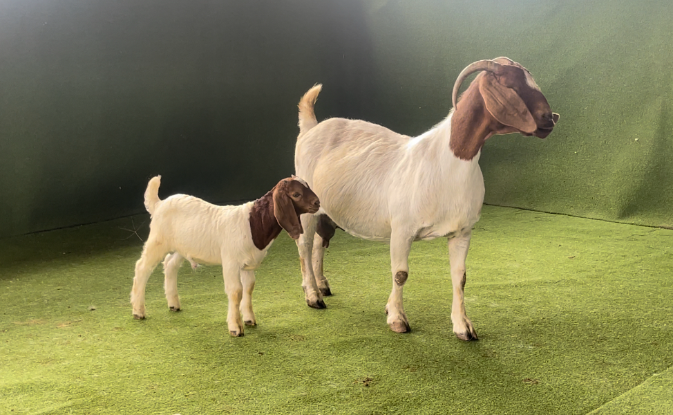 Lot 245 - 16-22 | AuctionsPlus