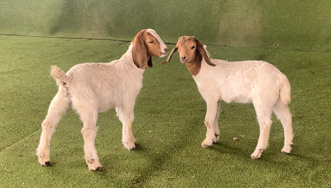 Lot 254 - DOE GOES FREE | AuctionsPlus