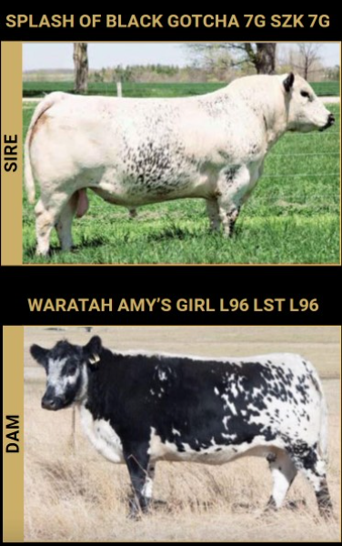 Lot 6 - 2x EMBRYOS SPLASH OF BLACK GOTCHA 7G x WARATAH AMY'S GIRL L96 ...
