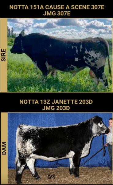 Lot 18 - 2x EMBRYOS: NOTTA 151A CAUSE A SCENE 307E x NOTTA 13Z JANETTE ...