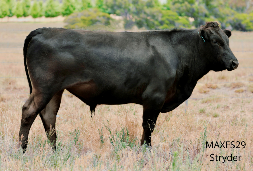 Lot 7 - 2 x Fullblood Wagyu Bulls - MIKU STOCKMAN S16 (AI) (ET) & MIKU ...