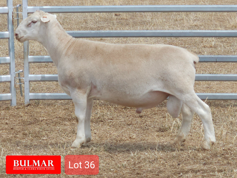 Lot 36 - Bulmar 220224 (ET) | AuctionsPlus