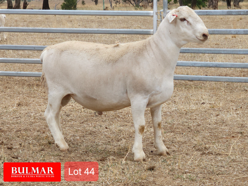 Lot 44 - Bulmar 220243 (ET) | AuctionsPlus