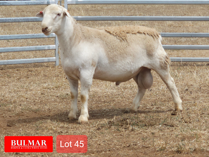 Lot 45 - BULMAR 220191 | AuctionsPlus