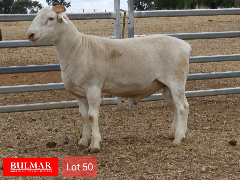 Lot 50 - BULMAR 220135 | AuctionsPlus