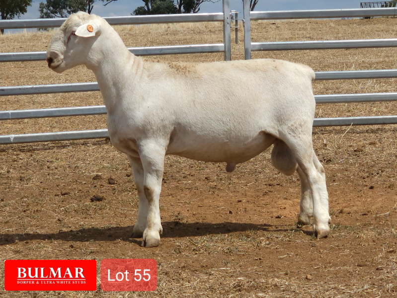 Lot 55 - BULMAR 220145 | AuctionsPlus