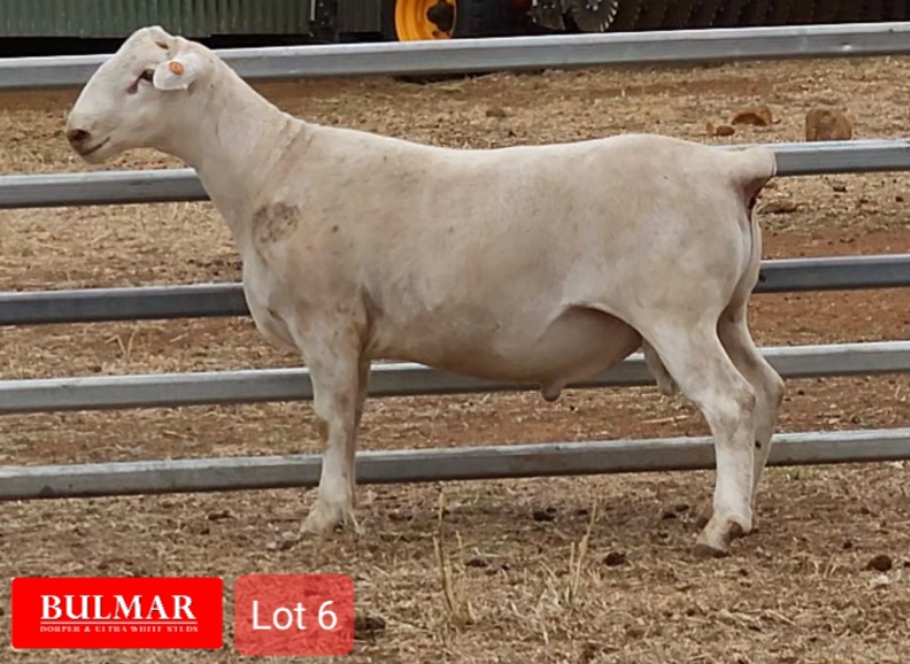 Lot 6 - BULMAR 220148 | AuctionsPlus
