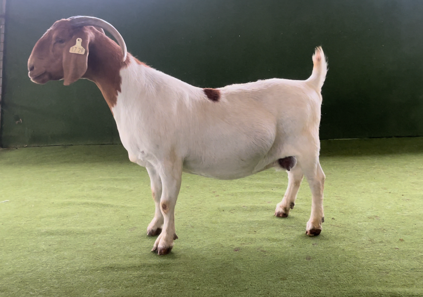 Lot 157A - 17-29 | AuctionsPlus