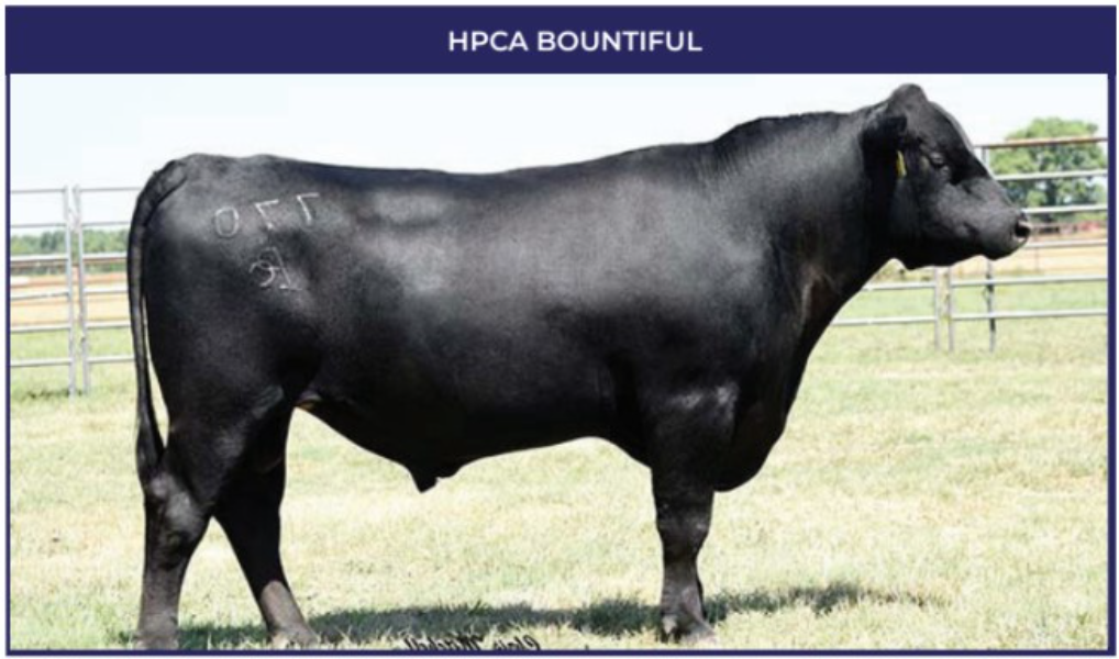 Lot 41 - SEMEN PACKAGE - 15x STRAWS - HPCA BOUNTIFUL | AuctionsPlus