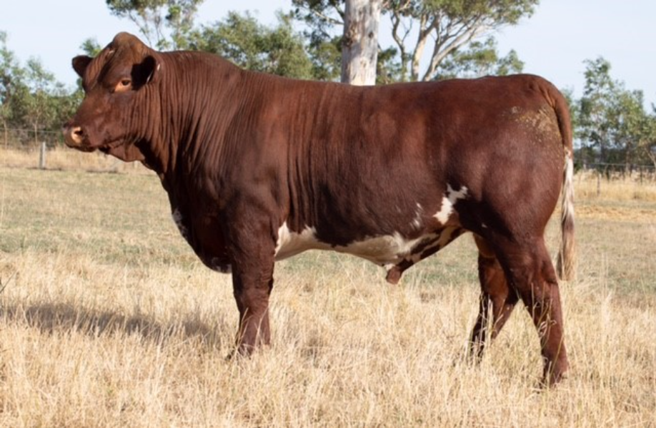 Lot 37 - ELOORA LIVINGSTONE S77 | AuctionsPlus