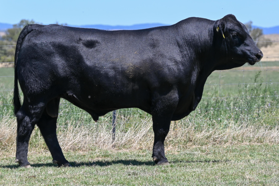 Lot 9 - JAD SPRITELY S37 (ET) (P) (Black) | AuctionsPlus