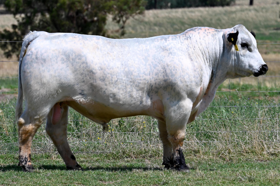 Lot 27 - JAD SHAMROCK S114 (ET) (P) (White) | AuctionsPlus
