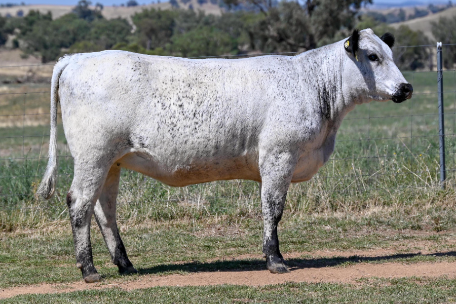 Lot 76 - JAD M25 UNIQUE S58 (P) (White) | AuctionsPlus