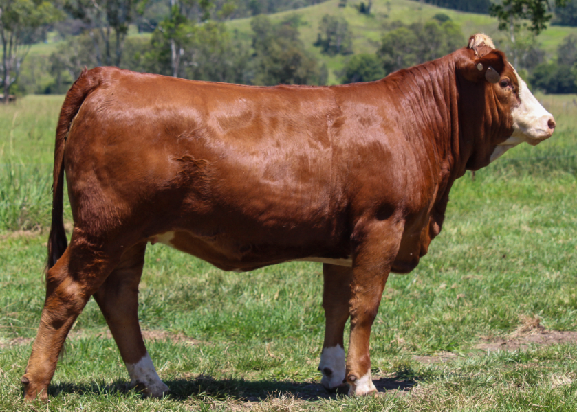 Lot 14 - JARRAVALE NATASHA S102 (H) | AuctionsPlus