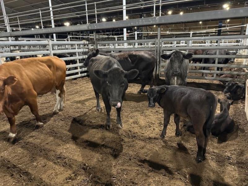 Pen 124-N - 5 Shorthorn X Cow And Calf 587kg (Total weight: 2935kg ...