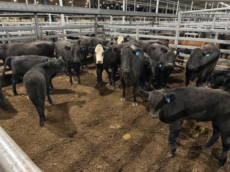 Pen 125-126-N - 9 Black Baldy Cow And Calf 518.90kg (Total weight ...