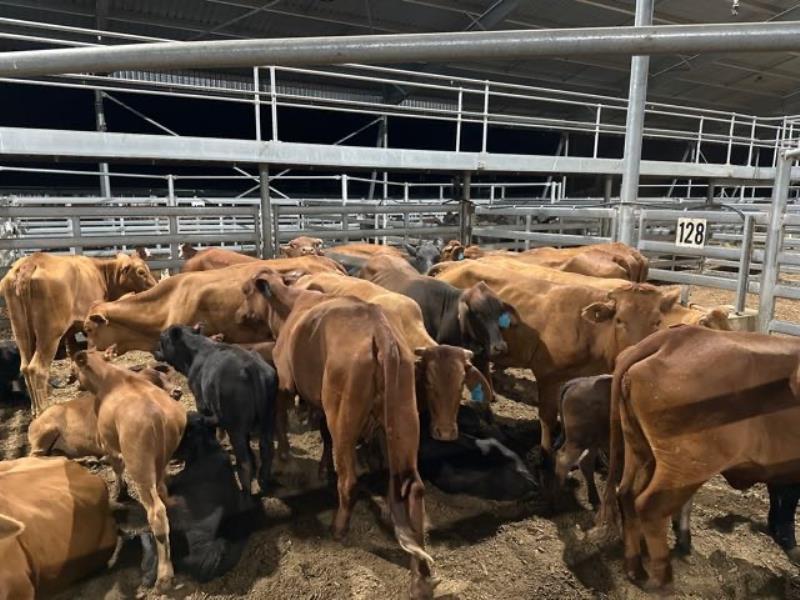 Pen 127-128-N - 14 Droughtmaster X Cow And Calf 397.10kg (Total weight ...